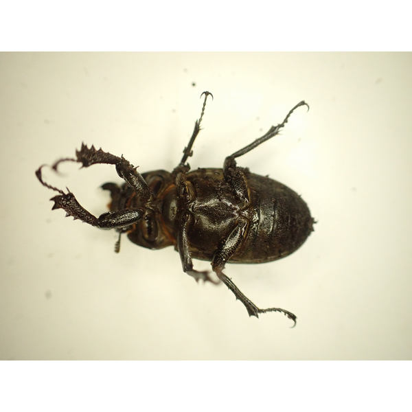 【Yama Tomo】新成虫 アマミミヤマクワガタ ♀単 CBF2（アマミミヤマ）