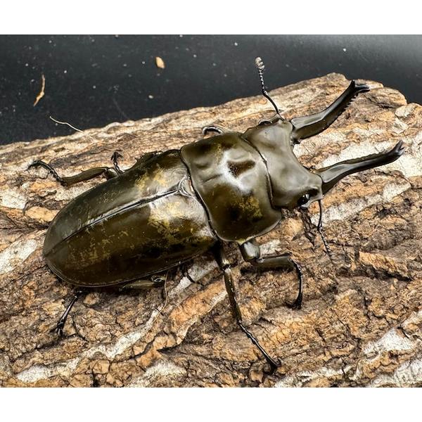 【F0】《ローゼンベルグオウゴンオニ 70.5mm ペア》